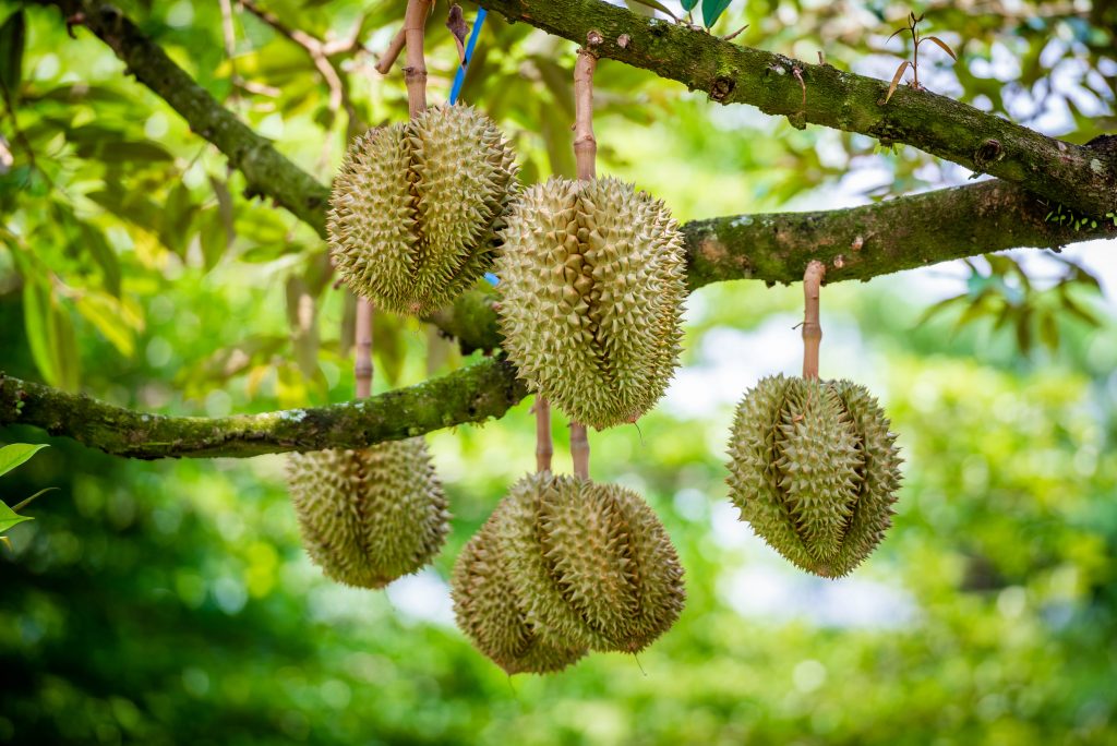 Premium Dolomite | Dolomite in Agriculture